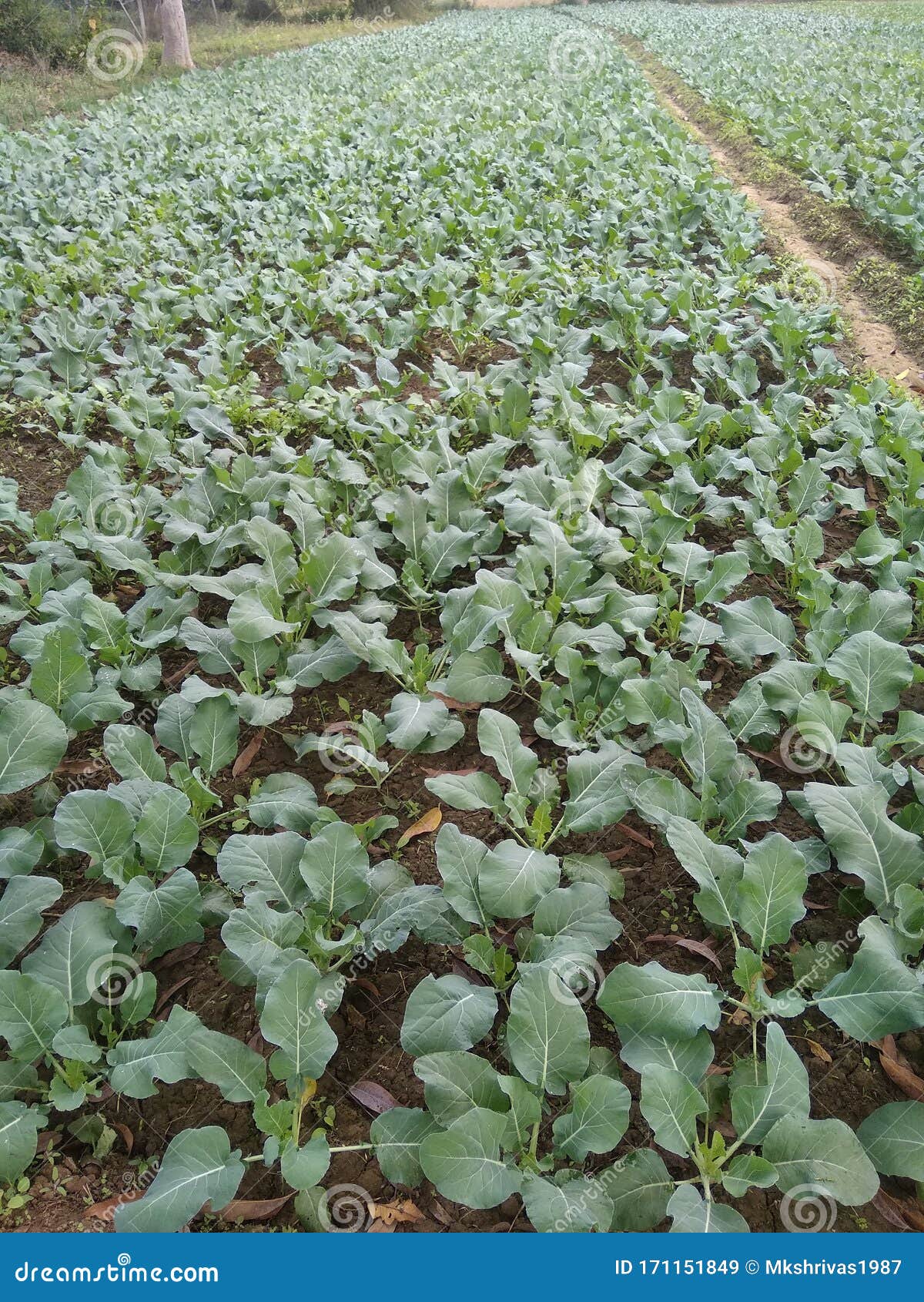 Planting of Cabbage in a Farm with Row and Column Stock Image - Image ...