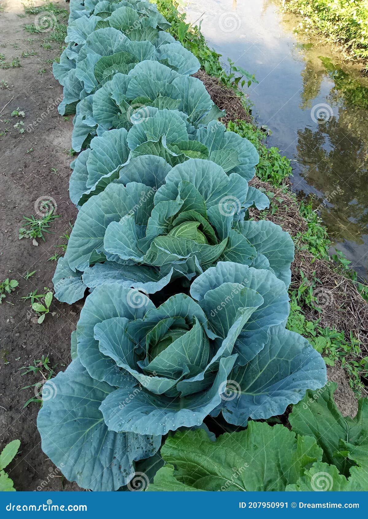 Planting cabbage row stock image. Image of planting - 207950991