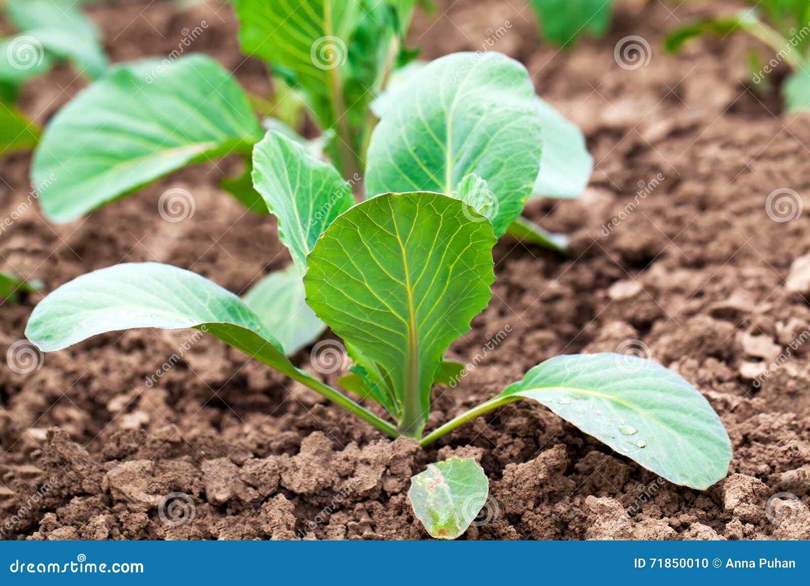 Planting cabbage seedling stock photo. Image of farm - 71850010