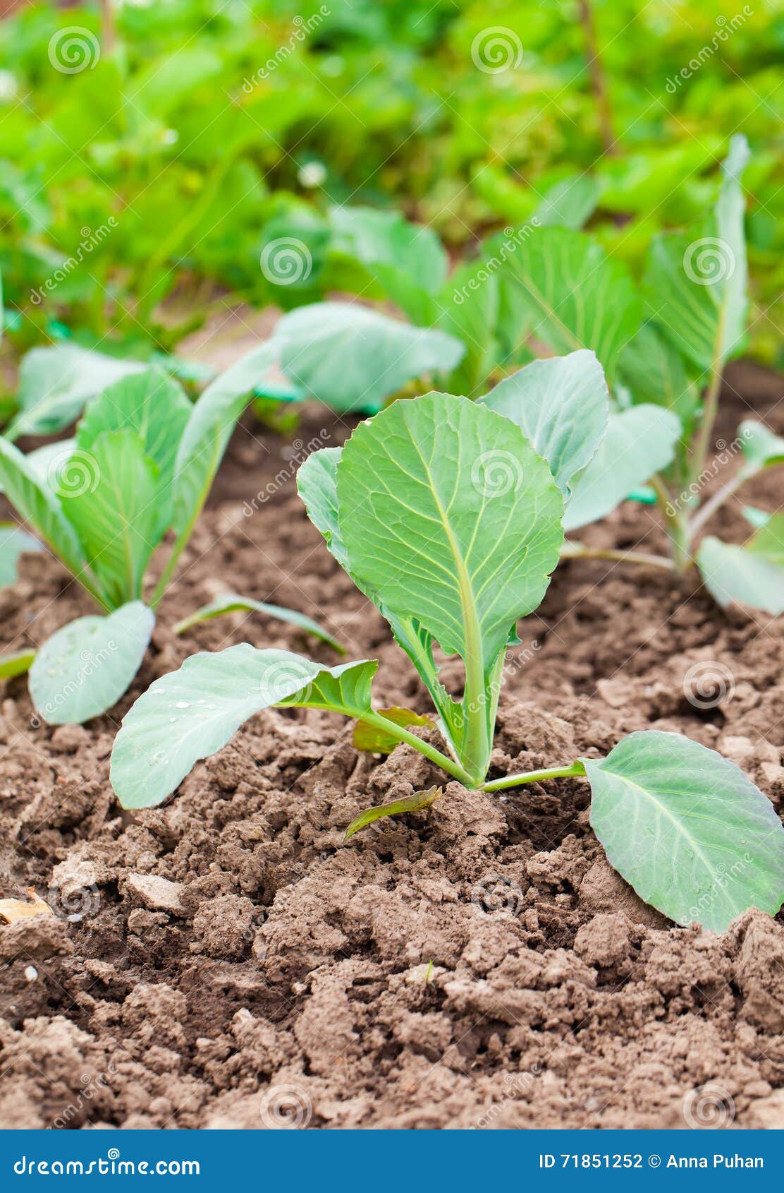 Planting cabbage seedling stock photo. Image of farming - 71851252