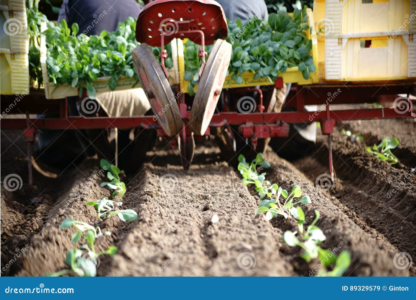 Planting cabbage stock image. Image of green, rural, loosened - 89329579
