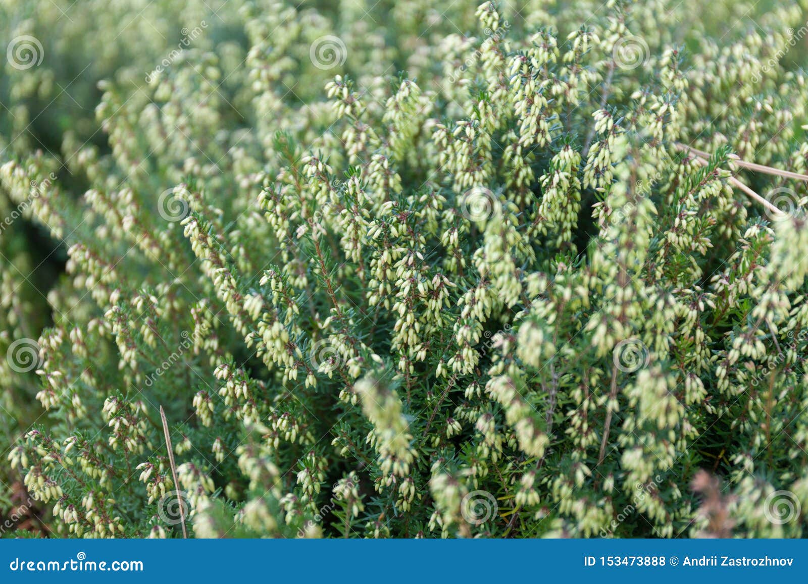Planting and Care for Heather Bushes Stock Photo - Image of flora ...