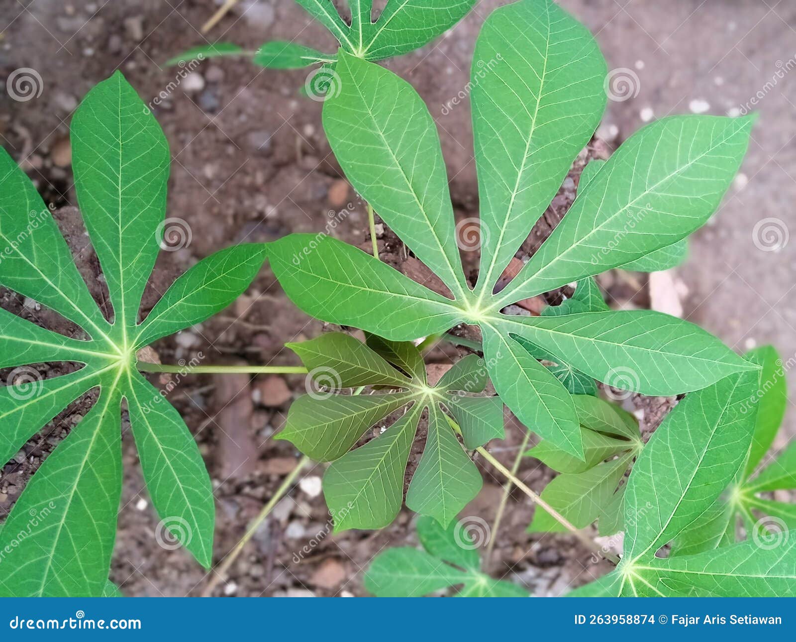 Planting Cassava Cassava Trees And Cassava Plots Manihot Esculenta ...