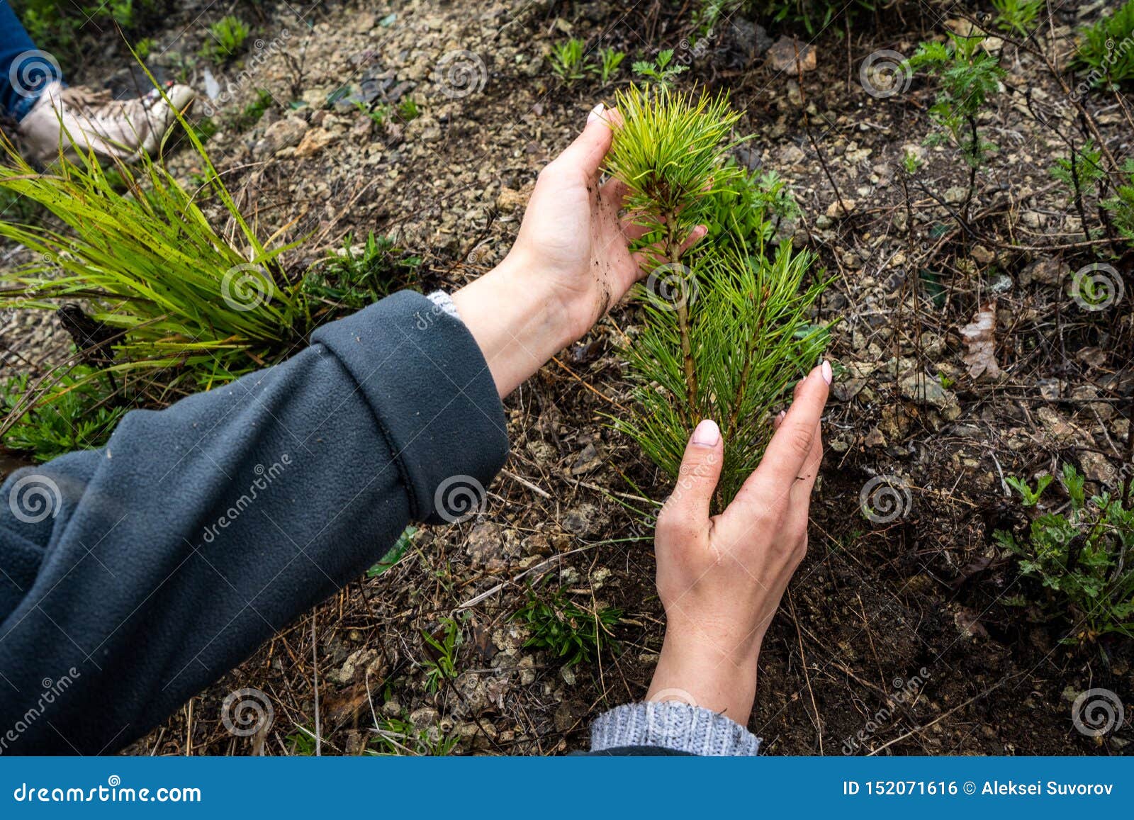 Planting Cedar Seedlings. Cedar. Seedlings Close-up Green Stock Photo ...