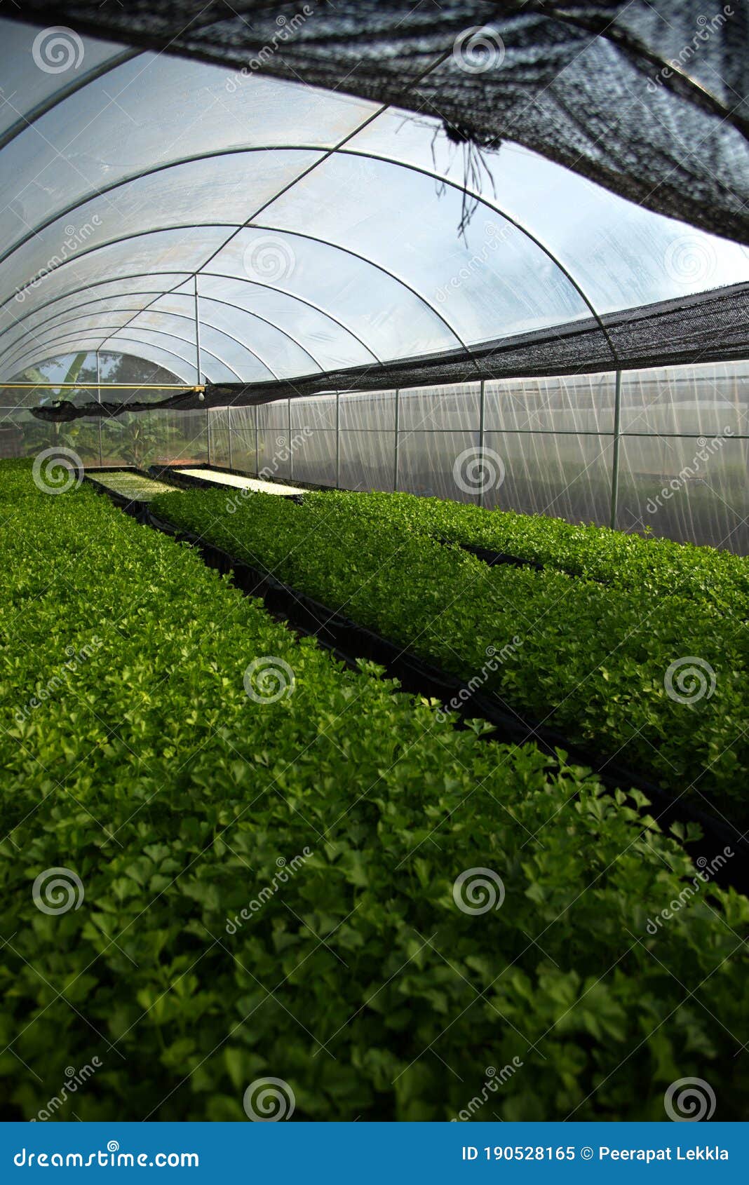 Planting of Celery in Greenhouse Via the Dynamic Root Floating ...