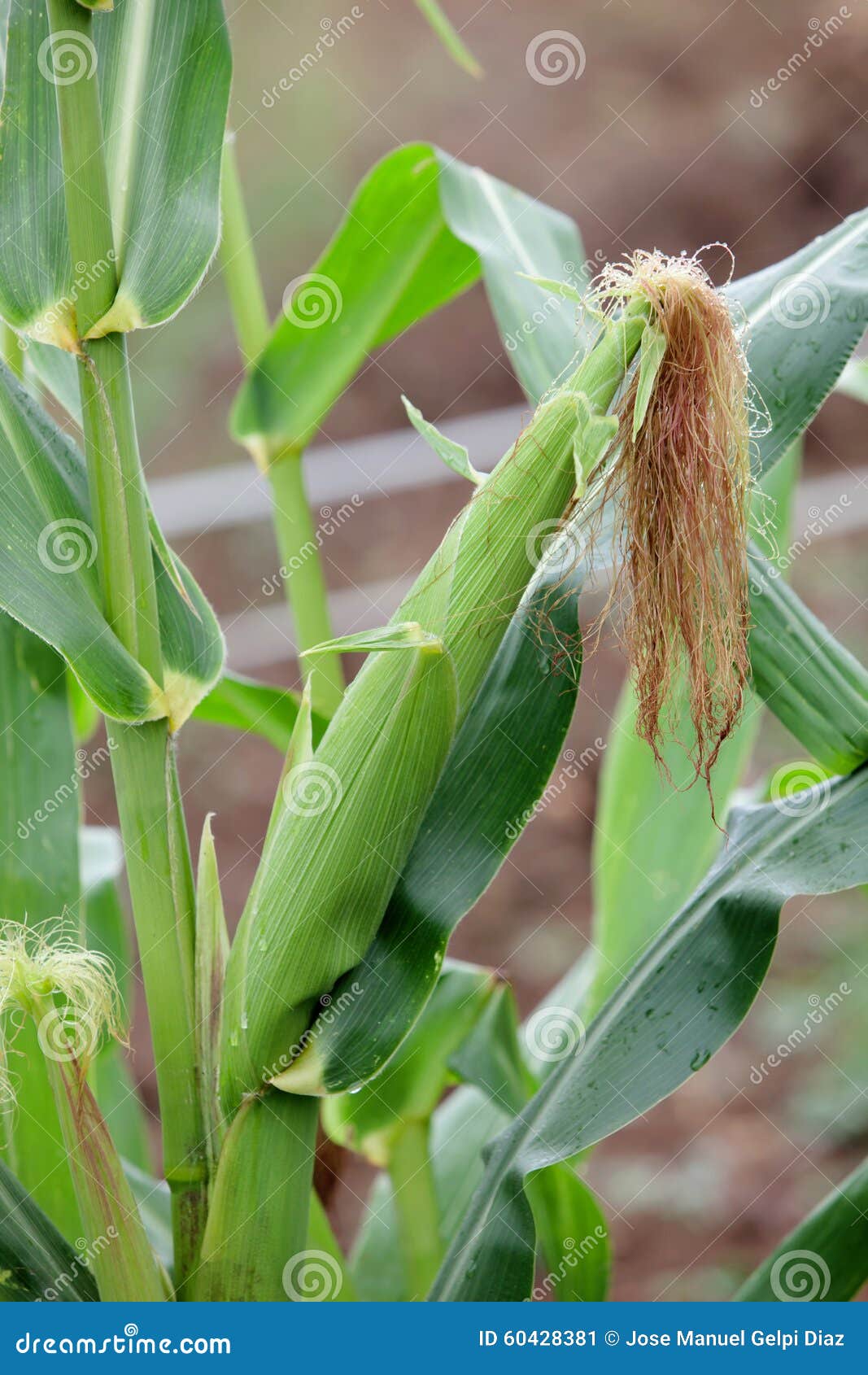Planting corn stock image. Image of industry, crop, food - 60428381