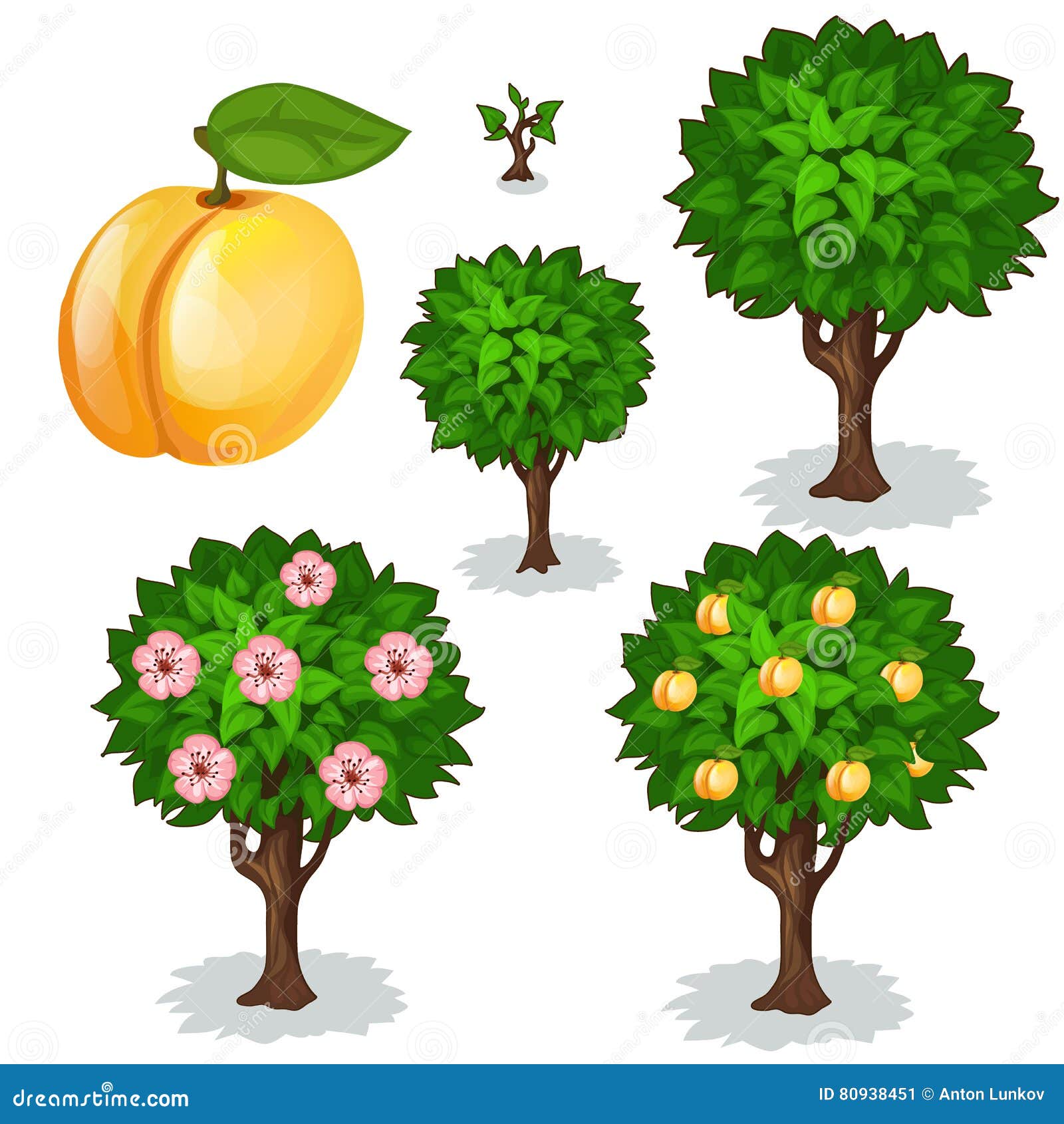 Planting and Cultivation of Apricot. Vector Stock Vector - Illustration ...