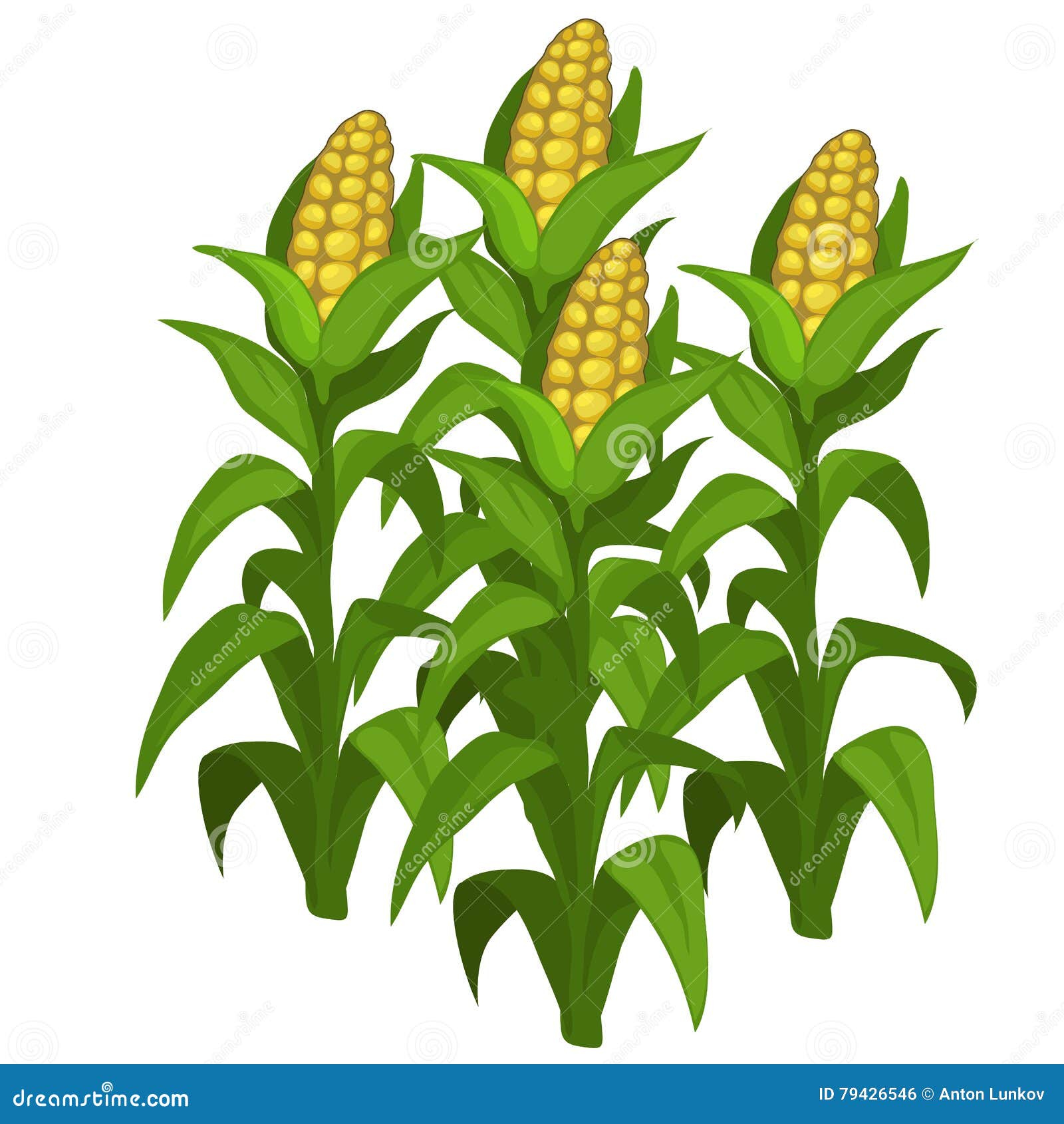 Corn Vector Icon Isolated On Transparent Background, Linear Corn ...