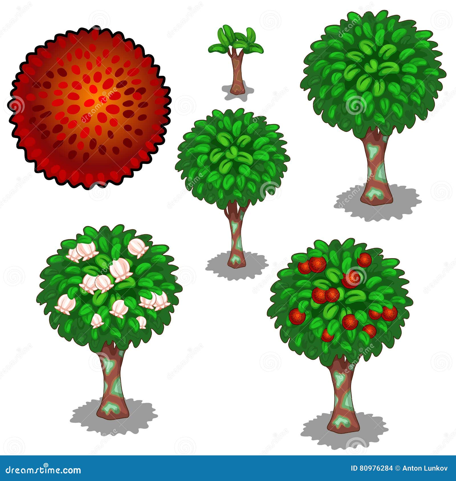 Rambutan Tree Drawing