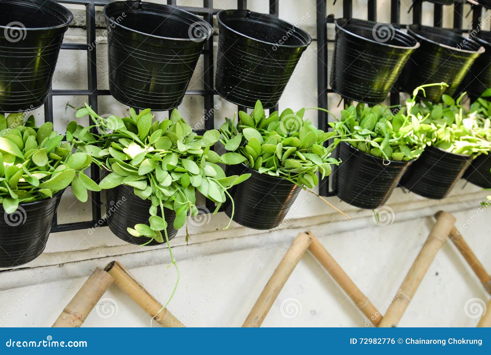 Planting Dave plant stock photo. Image of nature, ornamental - 72982776