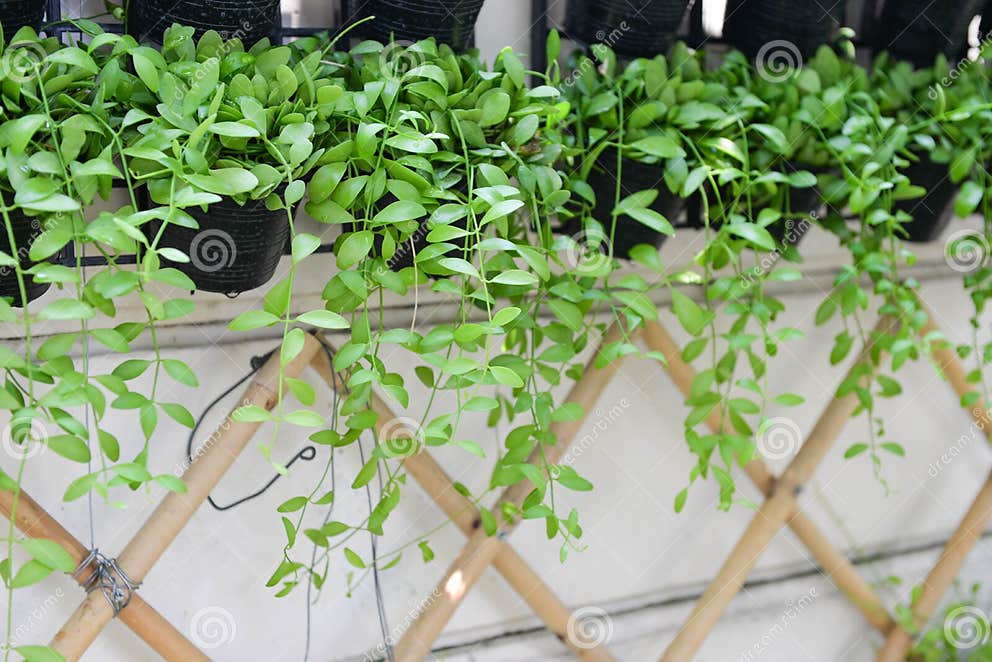 Planting Dave plant stock image. Image of flora, crop - 72983097
