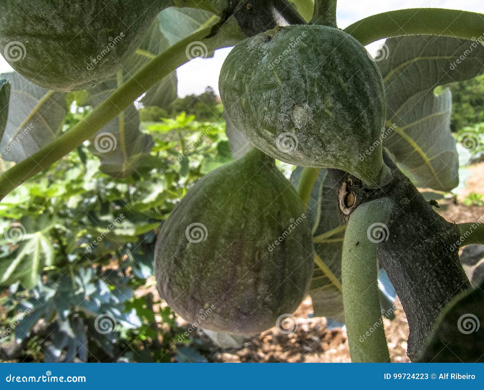 Figs stock image. Image of agriculture, production, fresh - 99724223