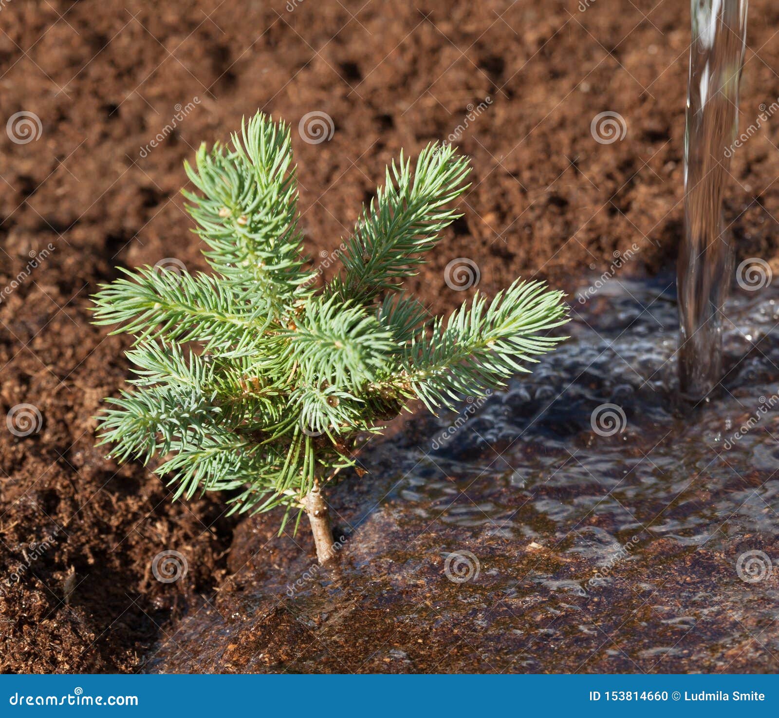 Planting of a fir tree stock photo. Image of growth - 153814660
