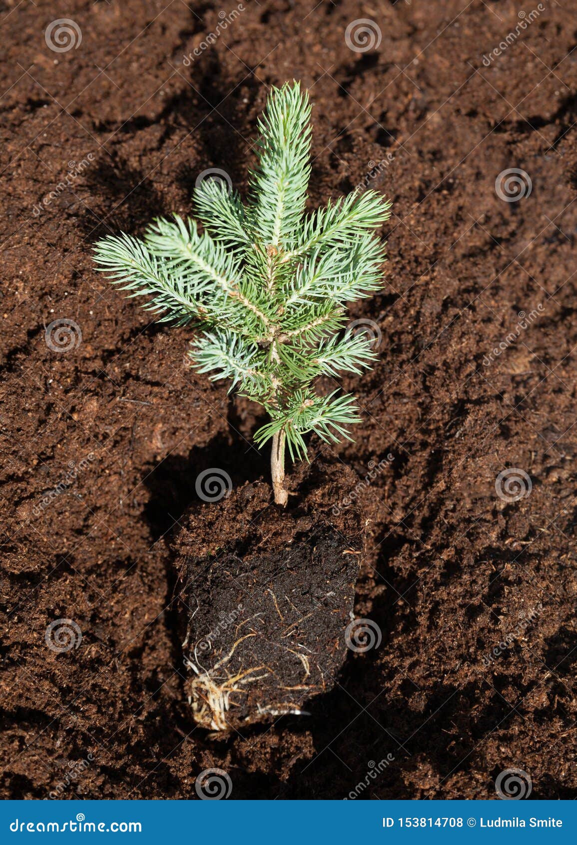 Planting of a fir tree stock photo. Image of glauca - 153814708