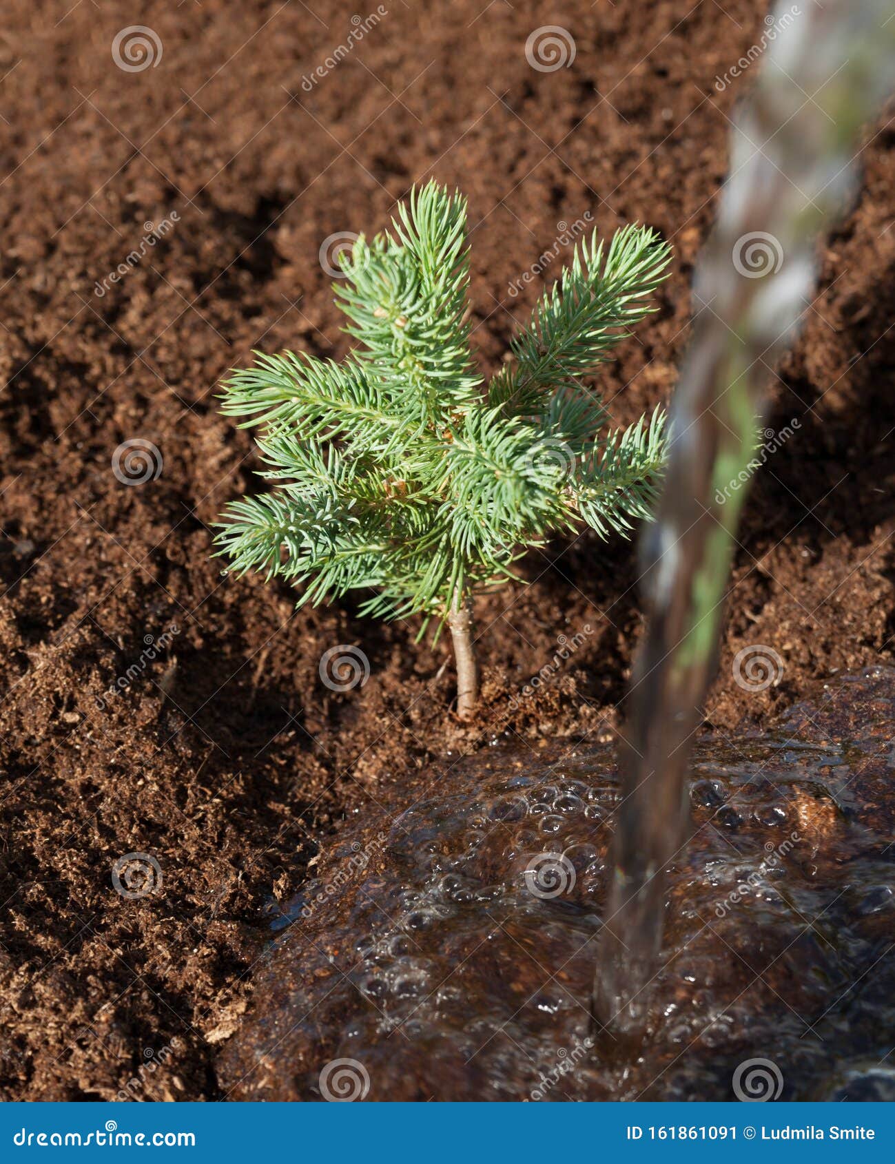 Planting of a fir tree stock image. Image of plant, flora - 161861091