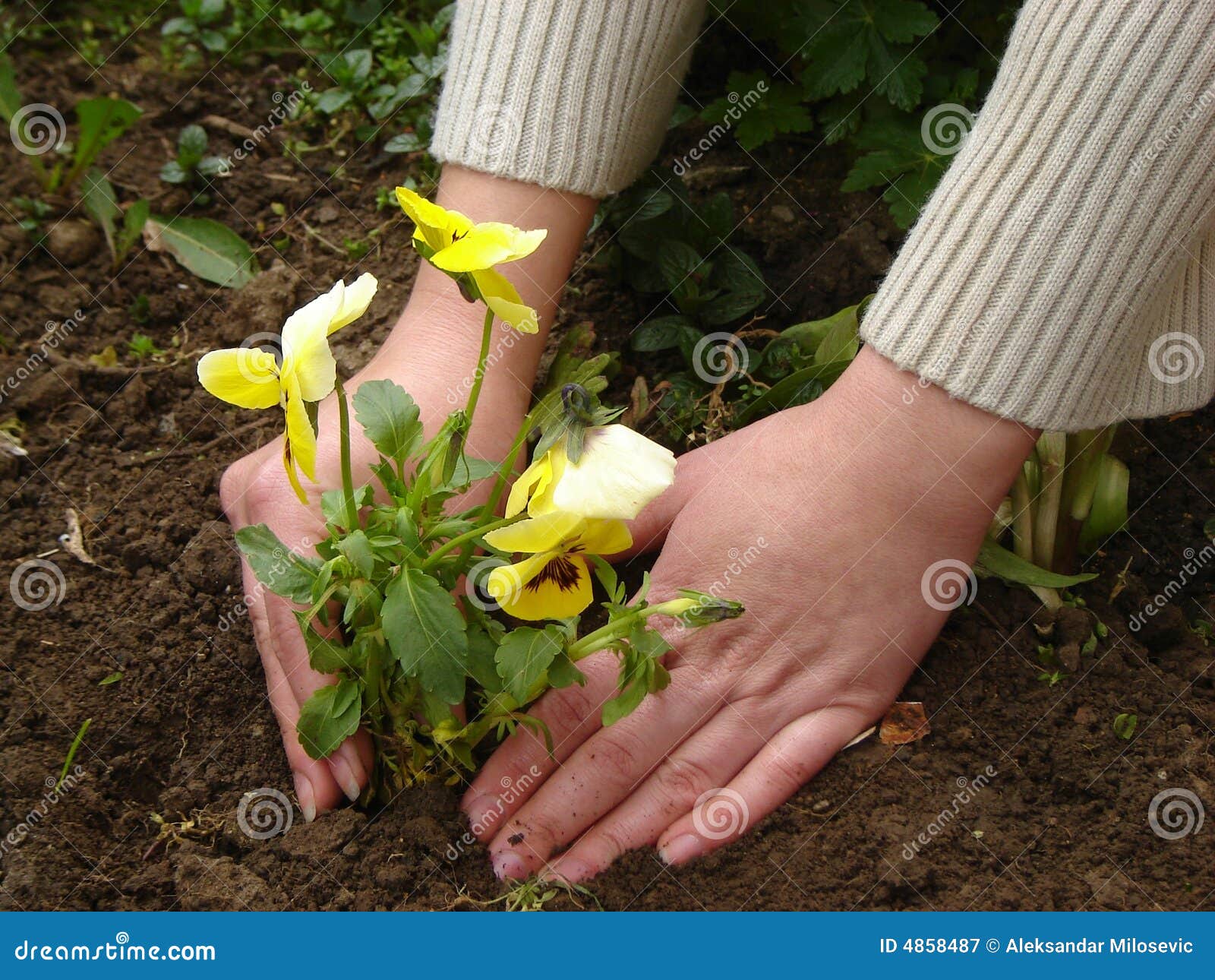Planting a flower stock image. Image of earth, ecology - 4858487