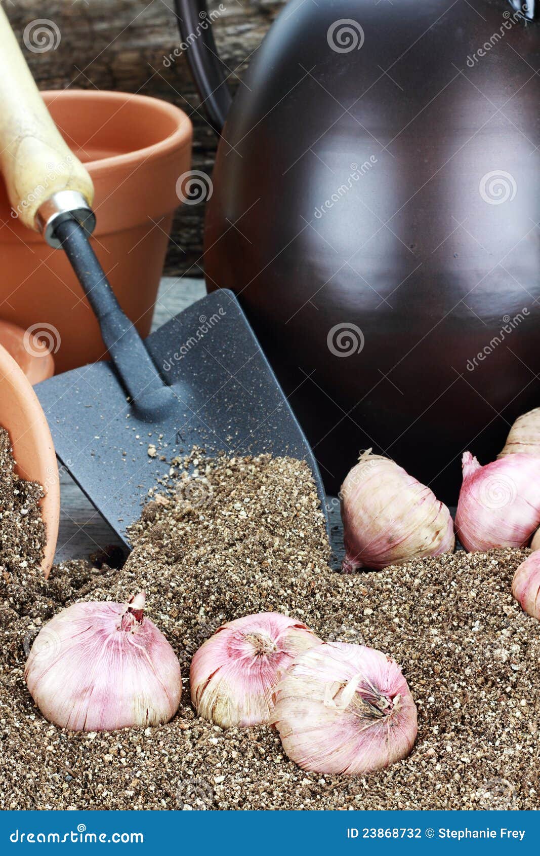 Planting Flower Bulbs stock photo. Image of earth, bulbo - 23868732