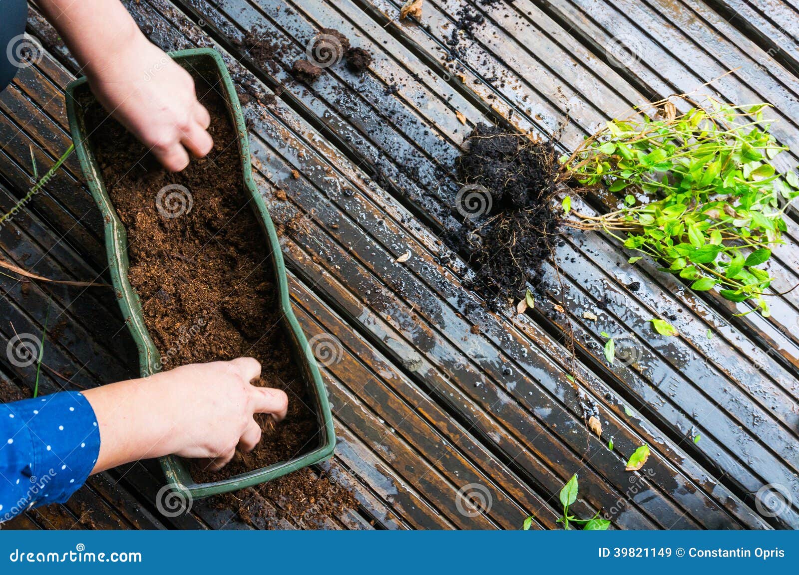 Planting flower saplings stock image. Image of herbalist - 39821149
