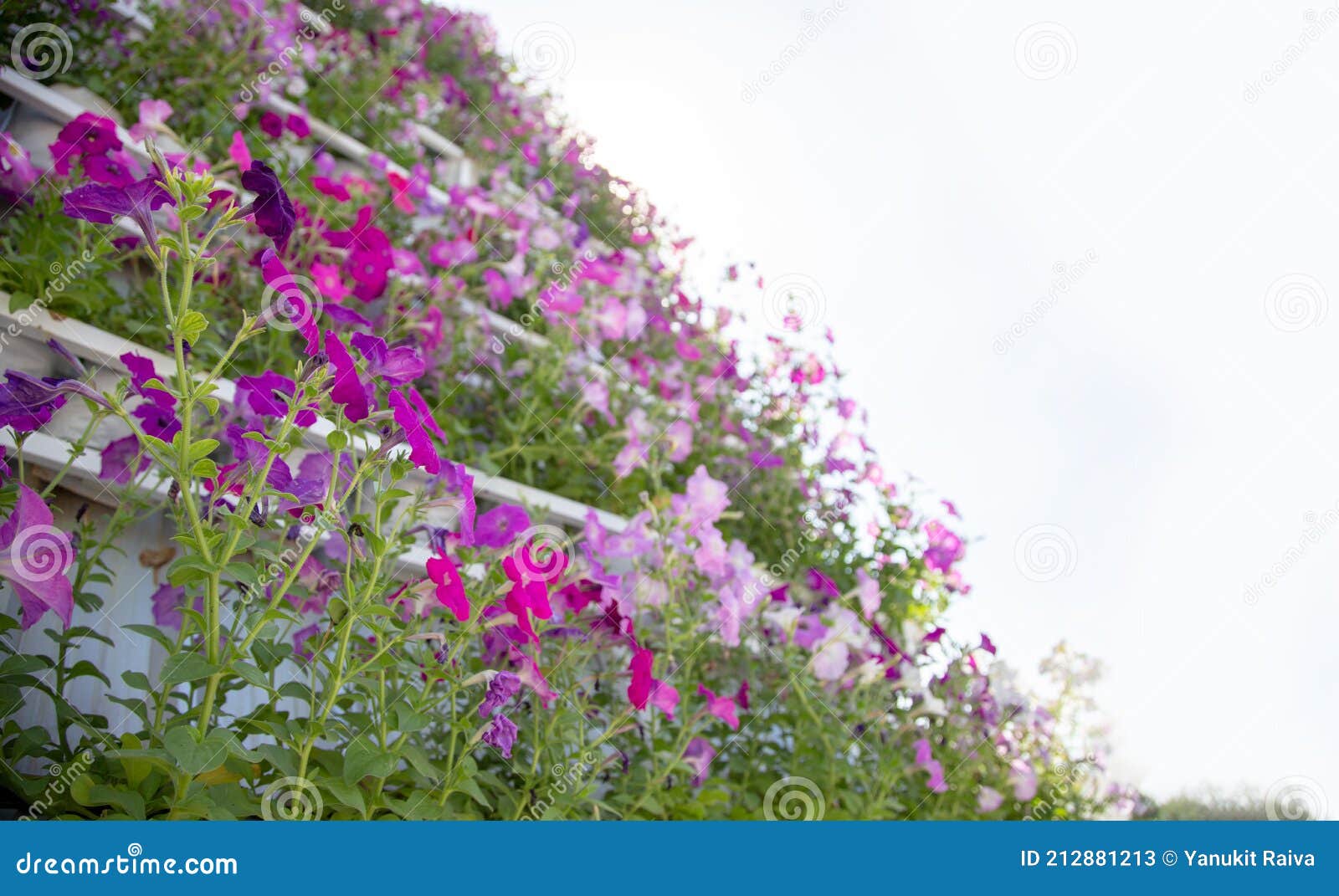 Planting Flower in Vertical Farming Stock Image - Image of colorful ...