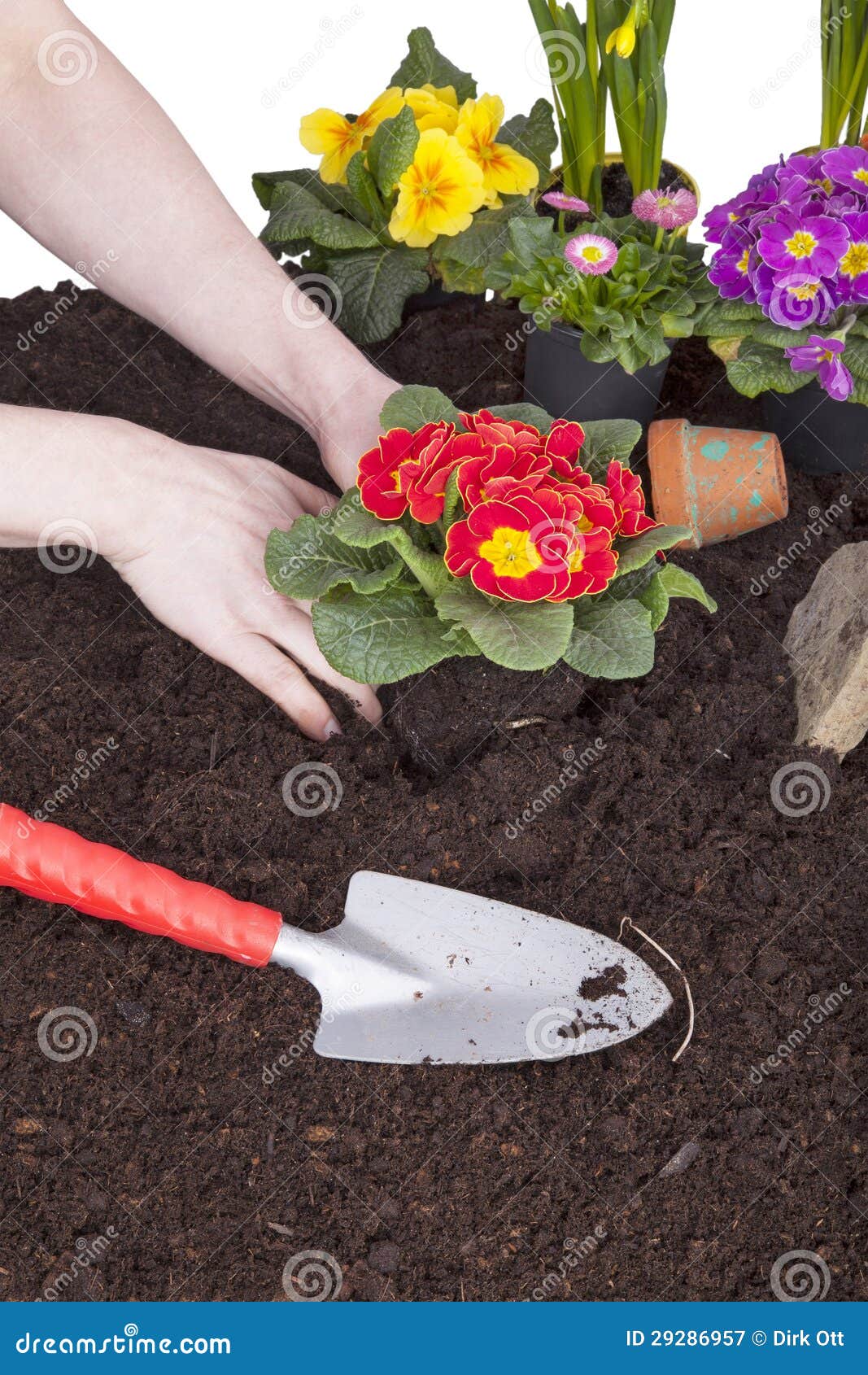 Planting flowers stock image. Image of botany, care, florist - 29286957