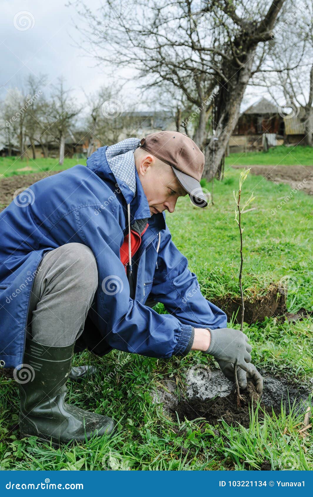 Planting fruit trees. stock photo. Image of care, seedling - 103221134