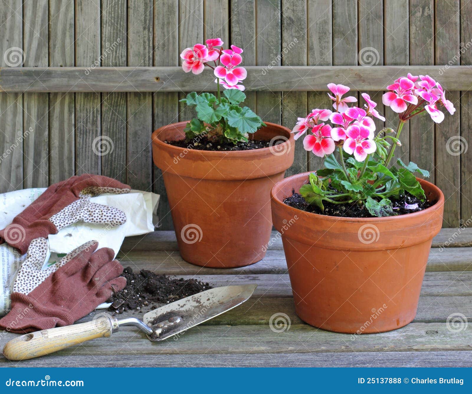 Planting Geranium Plants stock photo. Image of weathered - 25137888