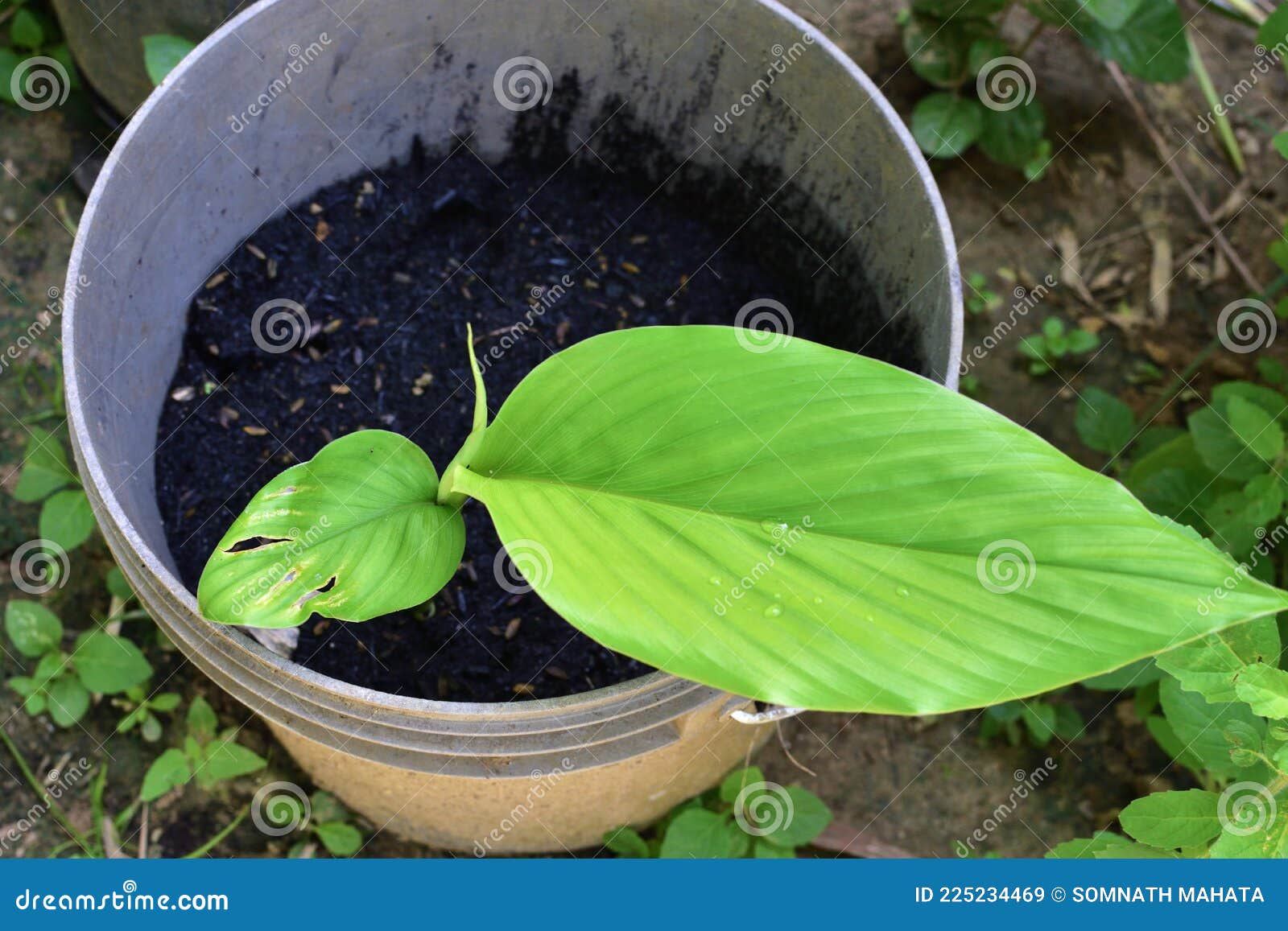 Planting Ginger Tree with a Bucket at Home in a Organic Way Stock Image ...