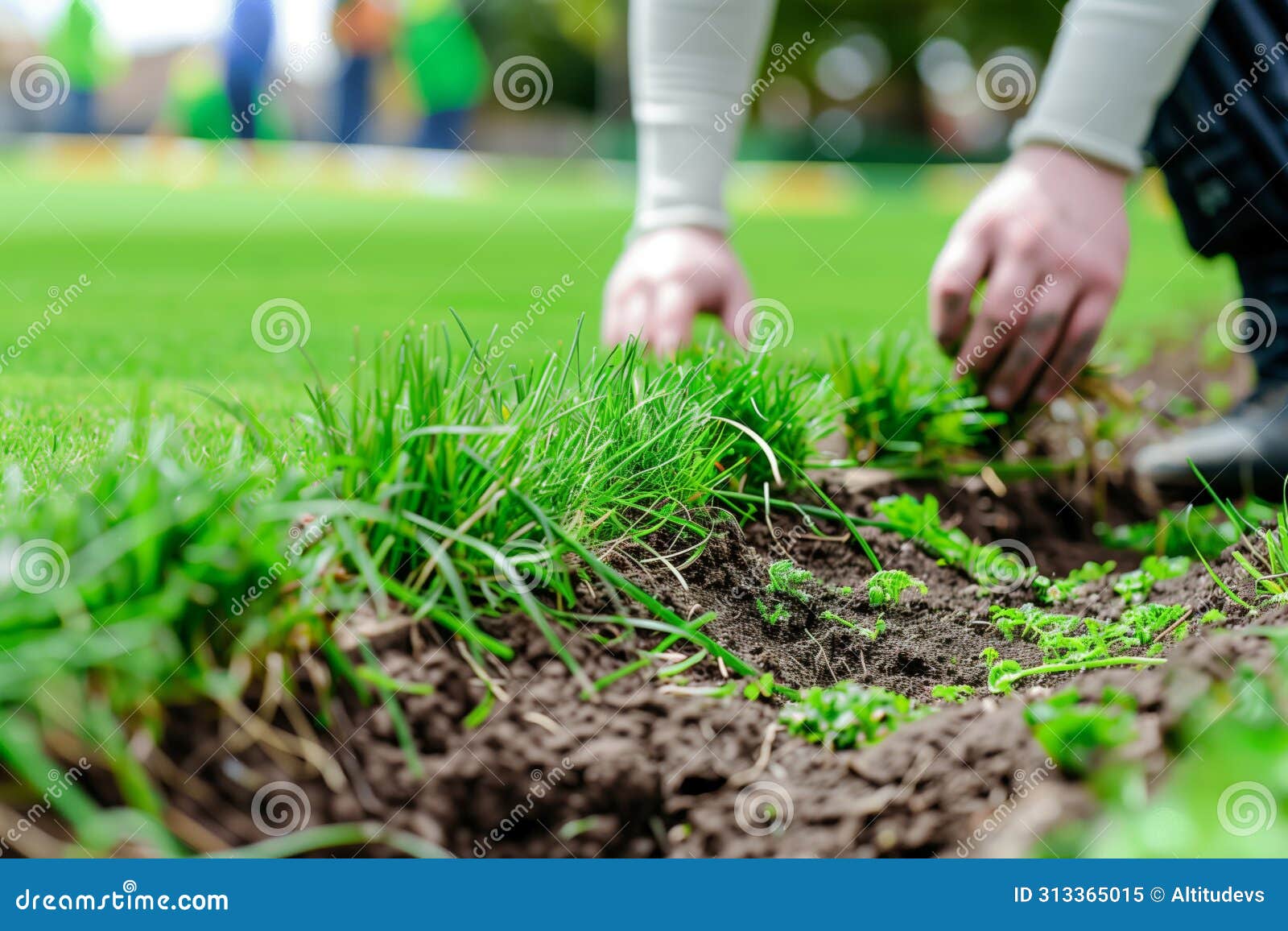 Planting Grass on a Cricket Pitch Being Built Stock Image - Image of ...