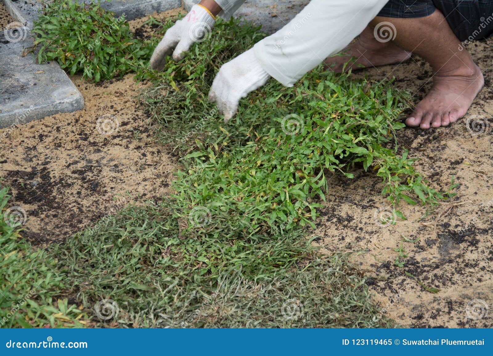 Planting Grass Sheet on Ground, Stock Image - Image of grass, install ...