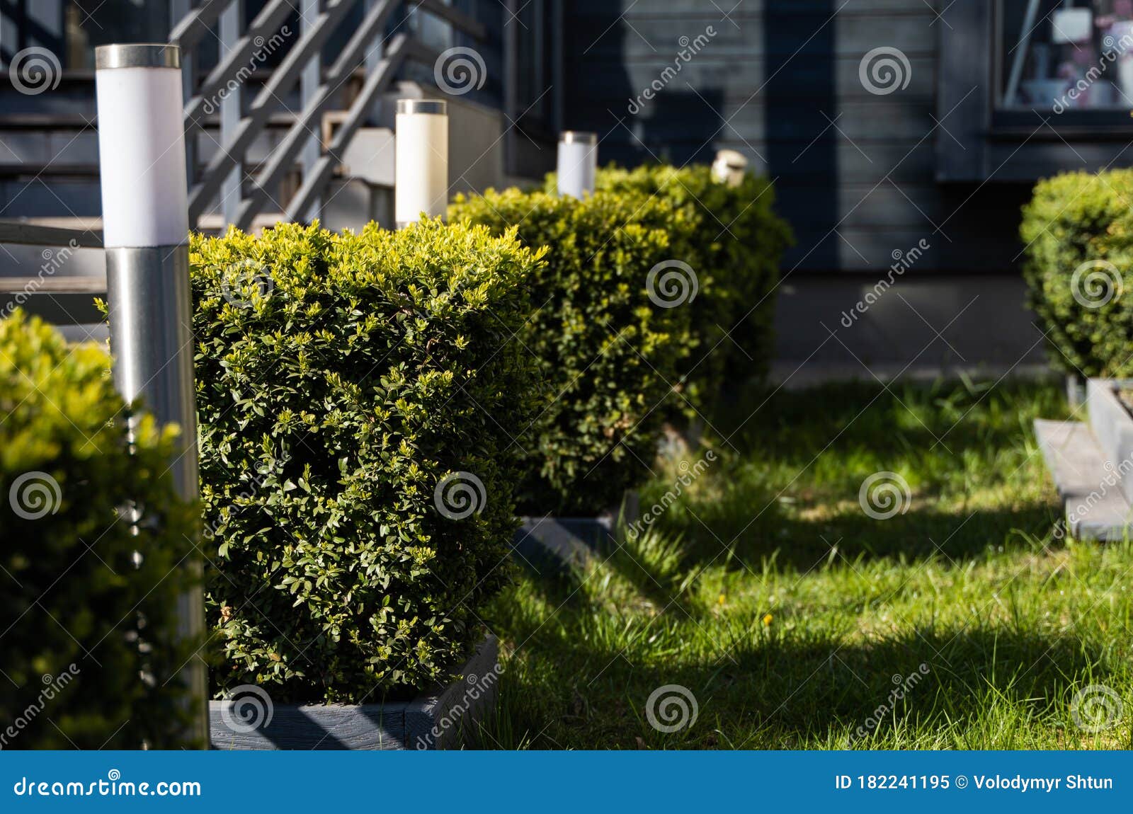Planting of Green Bushes of Square Shape in Perspective. Rectangular ...