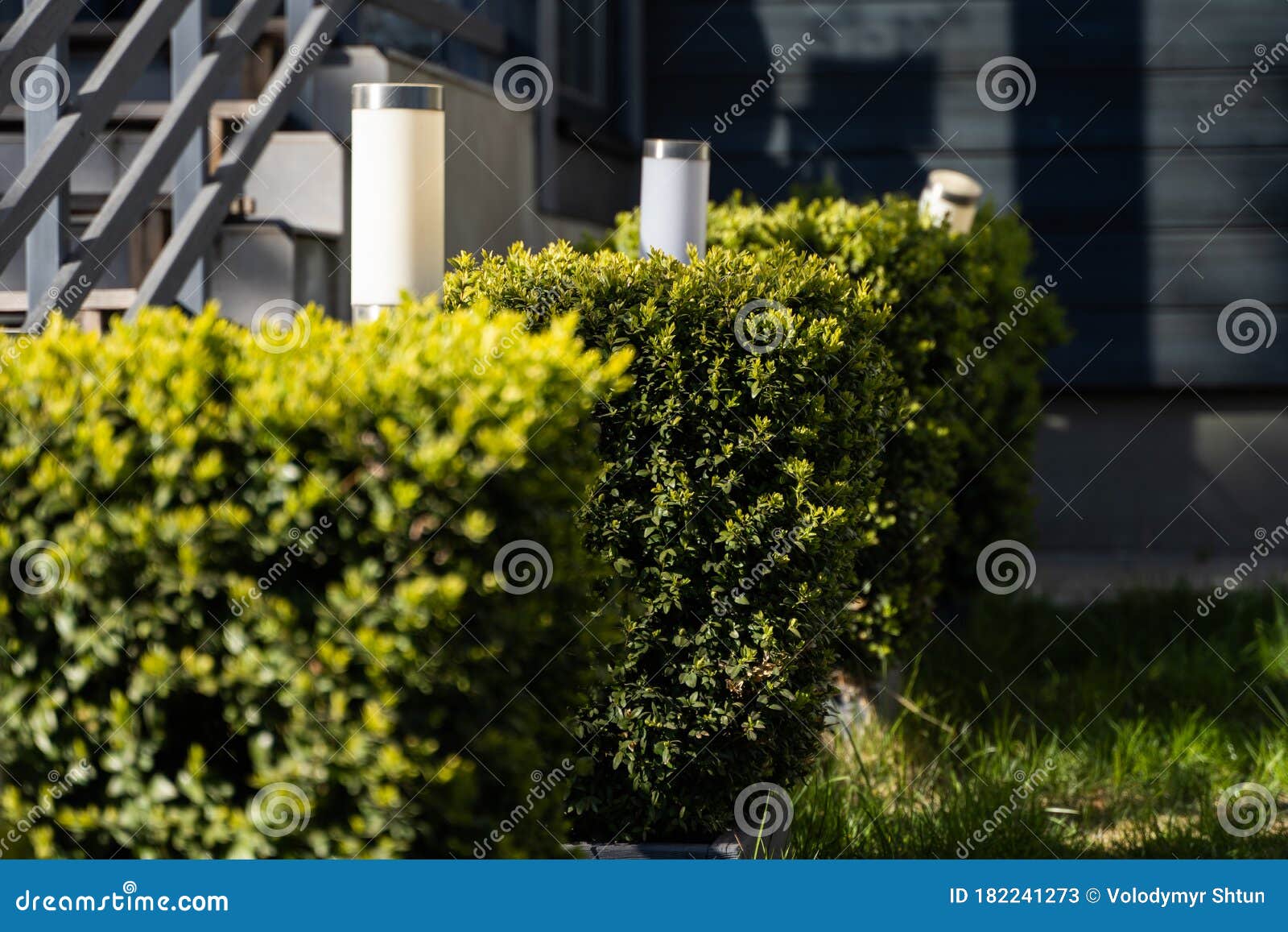 Planting of Green Bushes of Square Shape in Perspective. Rectangular ...
