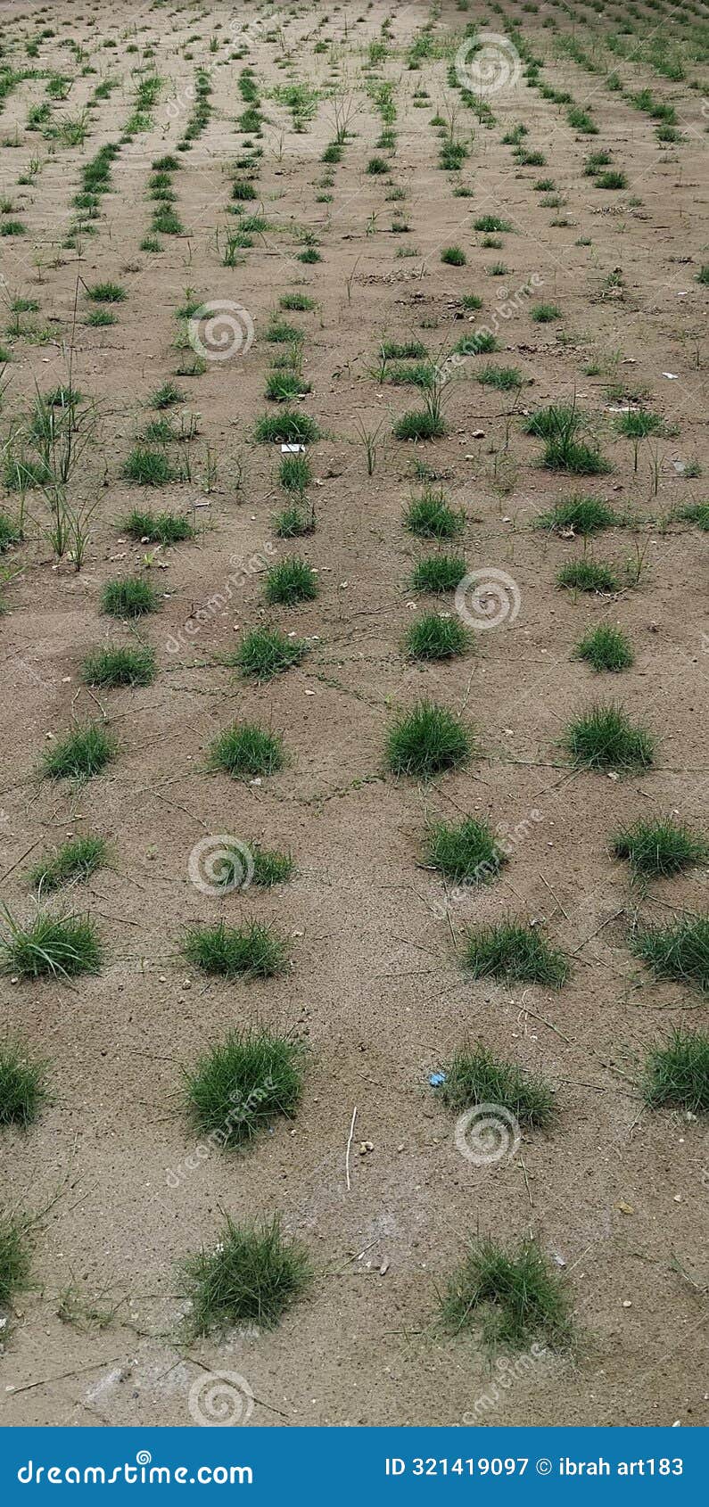Planting Green Grass on Barren Land Stock Image - Image of barren ...