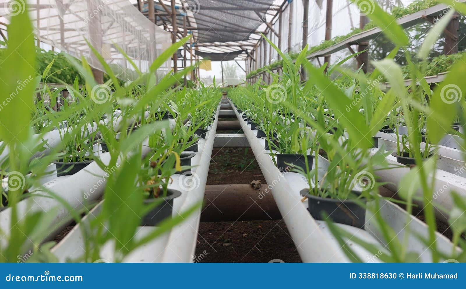 Planting Green Plants Using Long White Pipes As an Alternative Planting ...