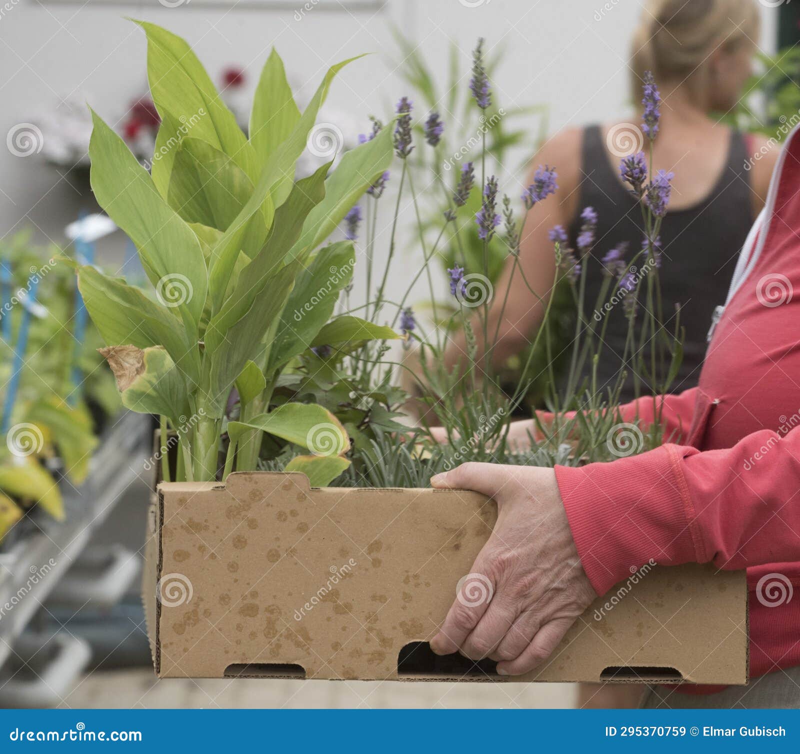 Planting in the Ground for Crop Production Stock Image - Image of earth ...