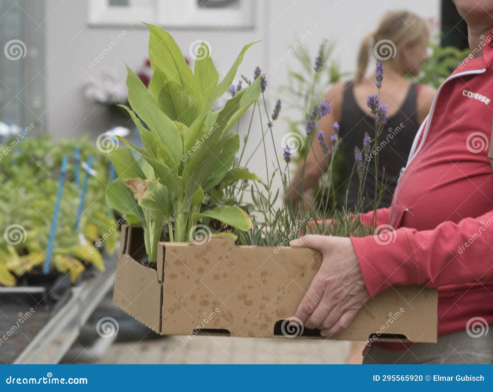 Planting in the Ground for Crop Production Stock Photo - Image of cold ...