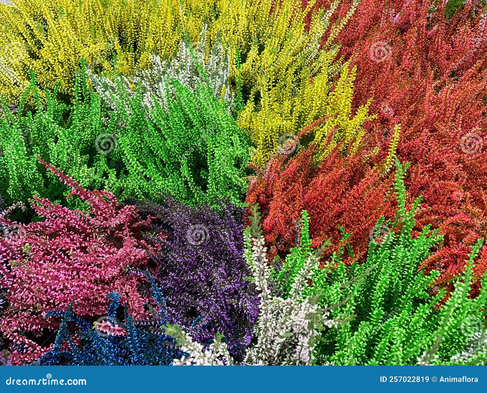 Planting Heather in the Fall Stock Image - Image of adults, angle ...