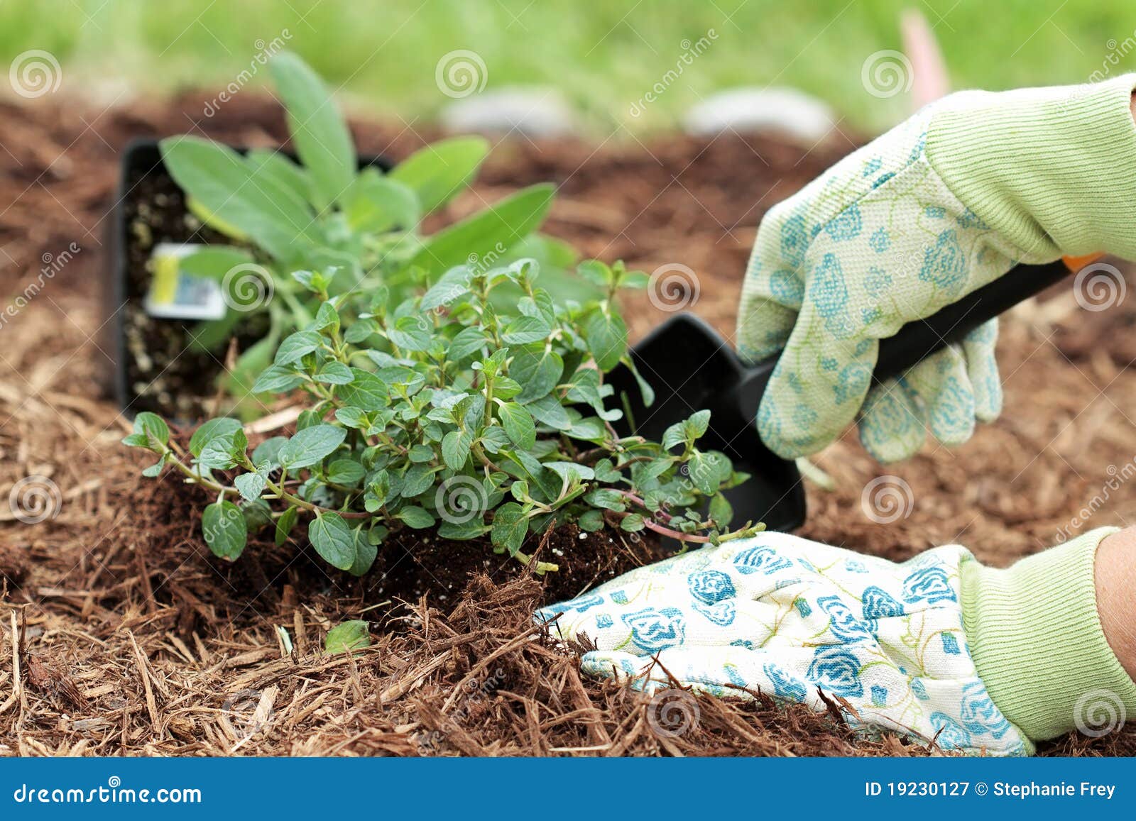 Planting Herbs stock image. Image of leaves, gardening - 19230127