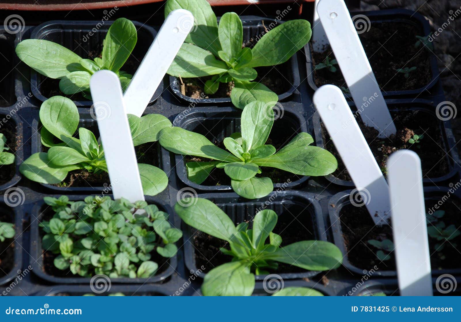 Planting herbs stock image. Image of ingredient, healthy - 7831425