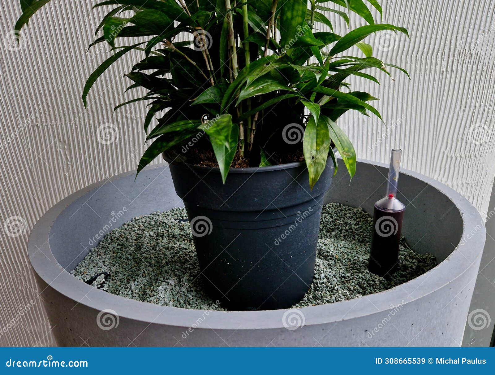 Planting Indoor Plants in Pots. Hydroponic System with Watering Stock ...