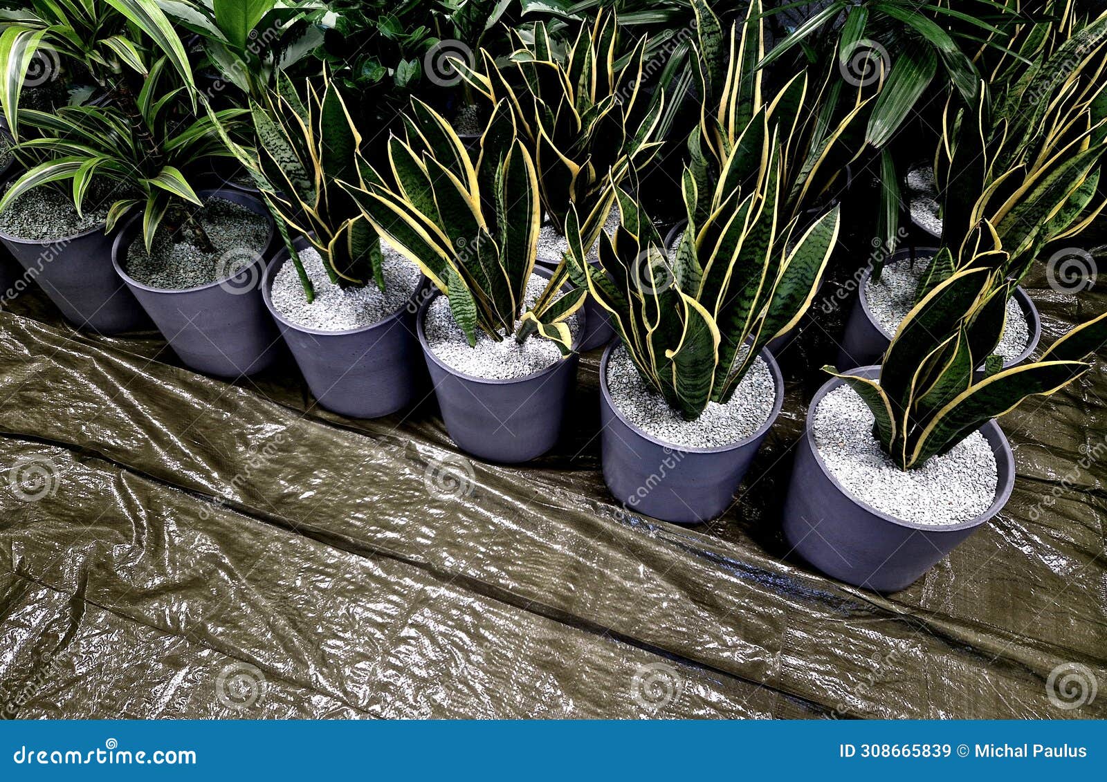 Planting Indoor Plants in Pots. Hydroponic System with Watering Stock ...