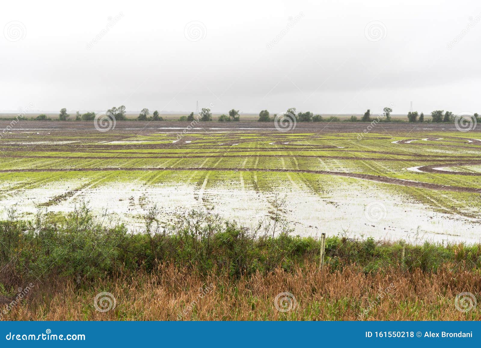 Planting Irrigated Rice In Germination 01 Stock Photography ...