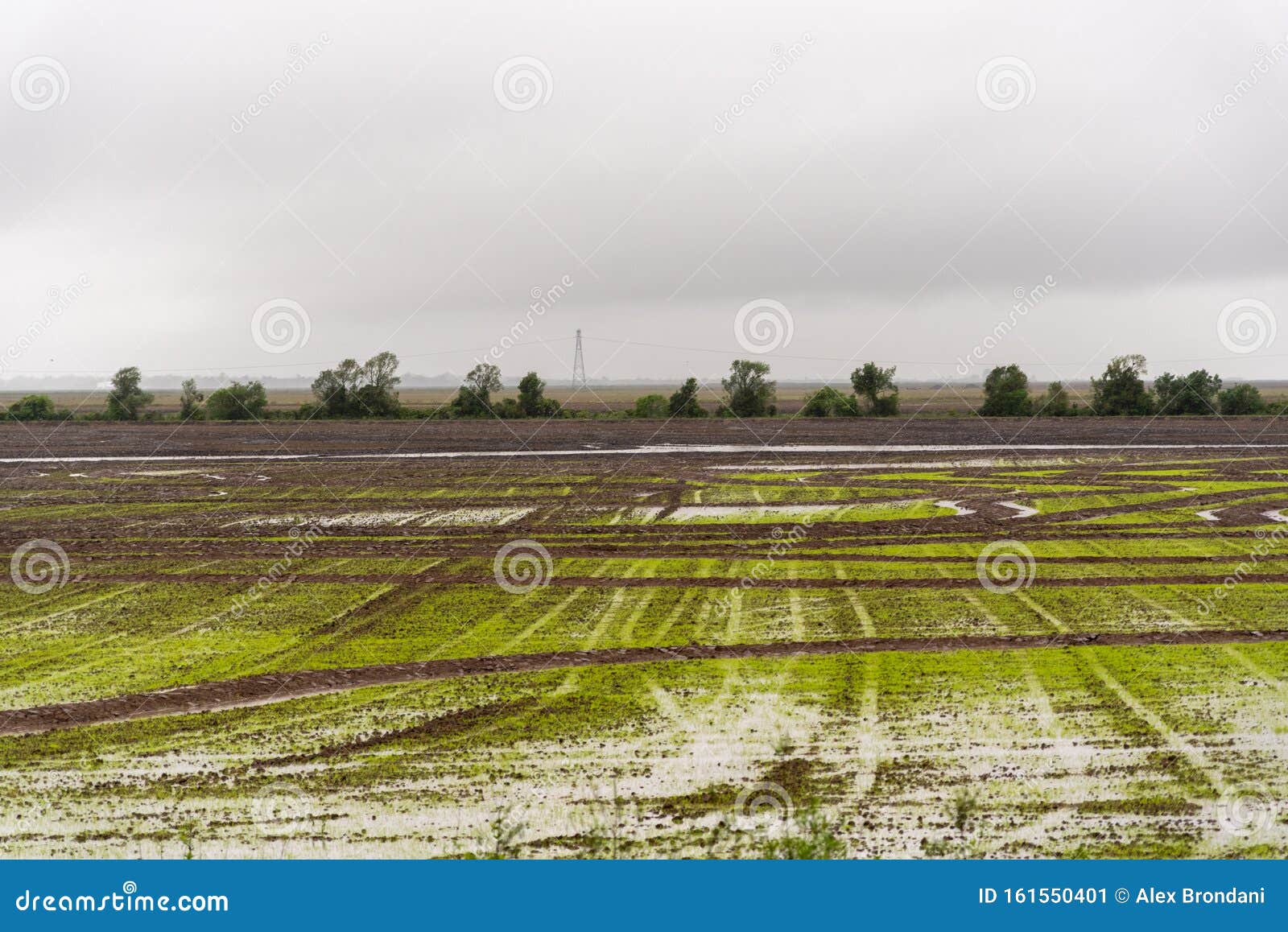Planting Irrigated Rice In Germination 01 Stock Photography ...