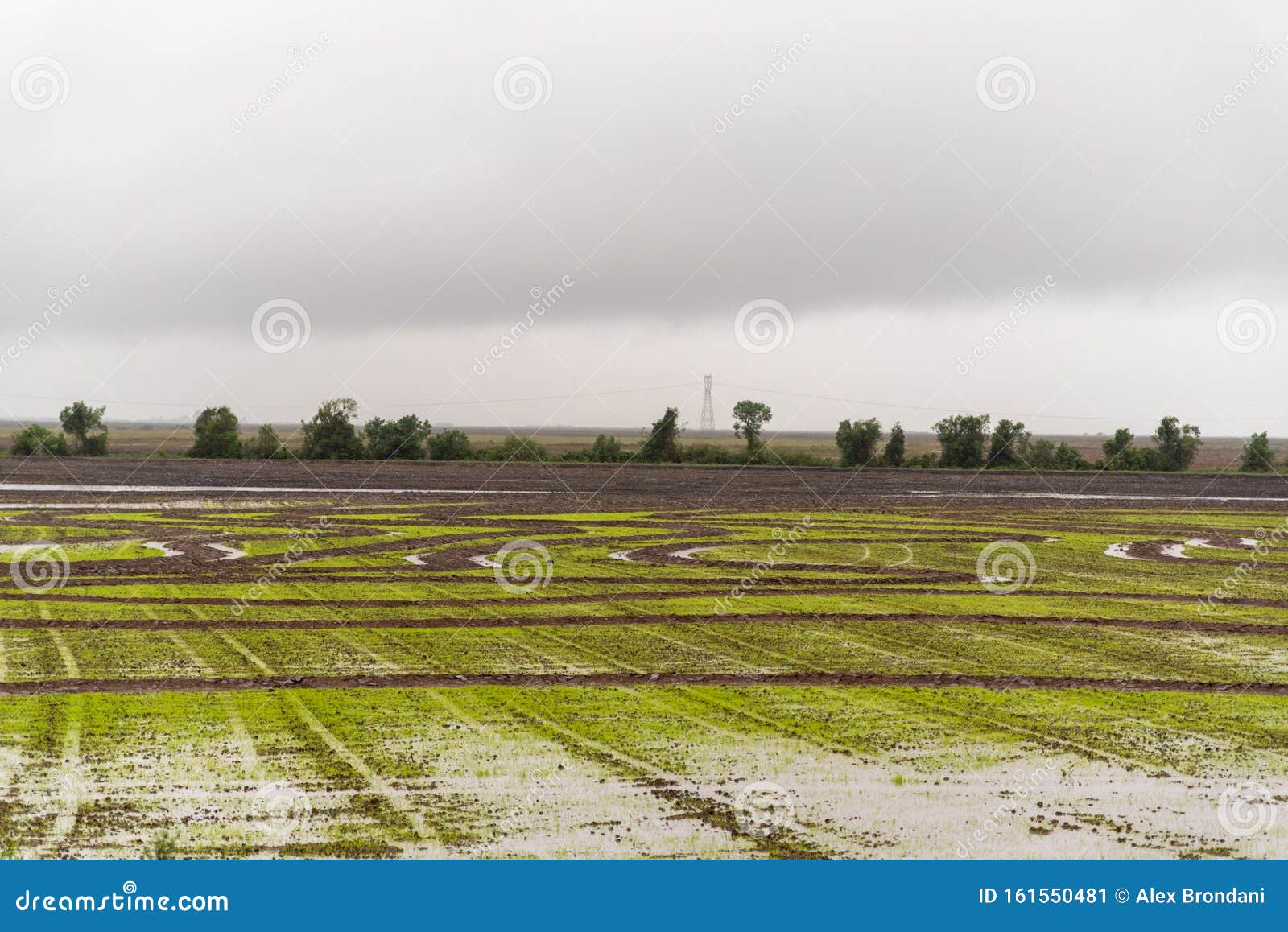 Planting Irrigated Rice in Germination 04 Stock Image - Image of area ...