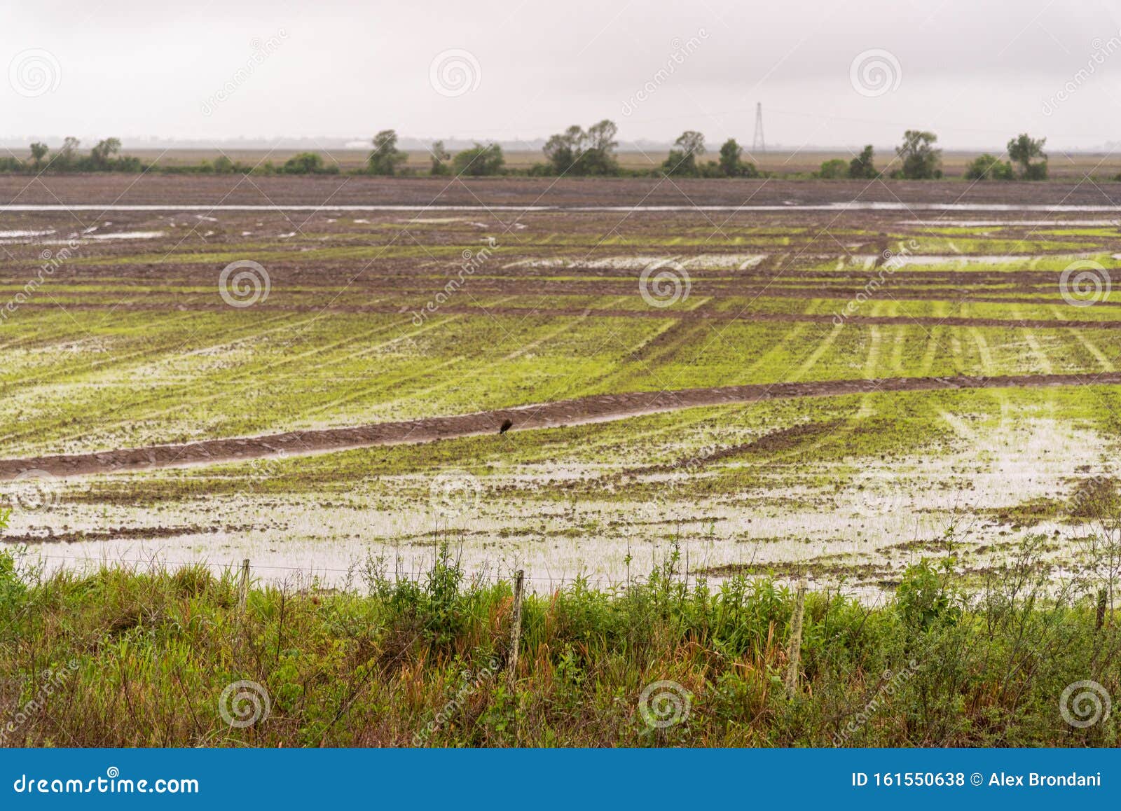 Planting Irrigated Rice in Germination 05 Stock Photo - Image of ...