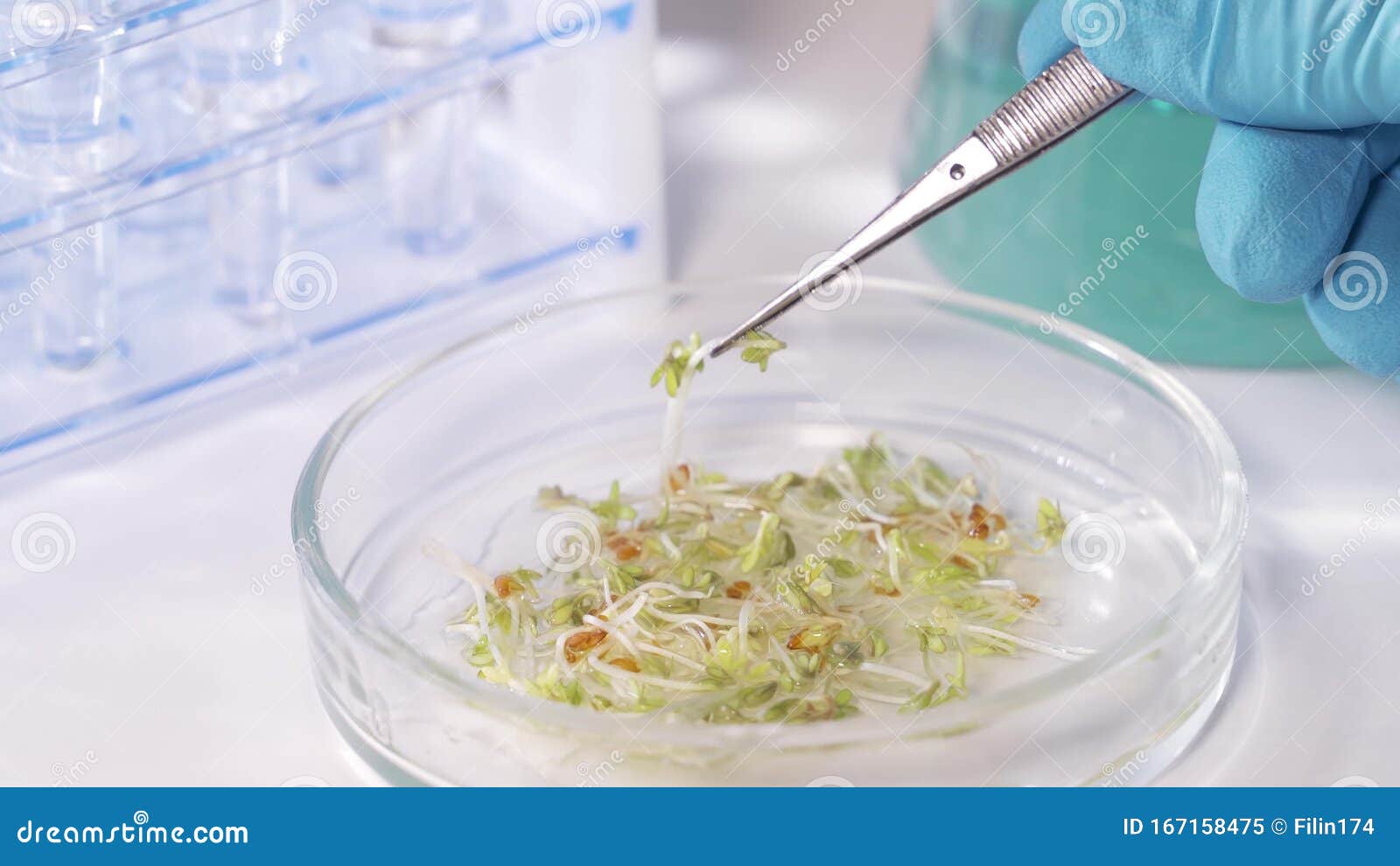 Planting in the Laboratory. Testing the Germination of Grain Stock ...