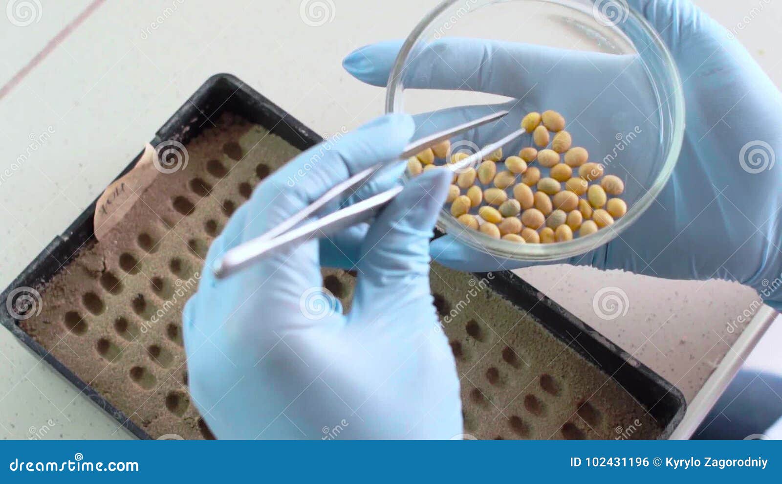 Planting in the Laboratory. Testing the Germination of Grain Stock ...