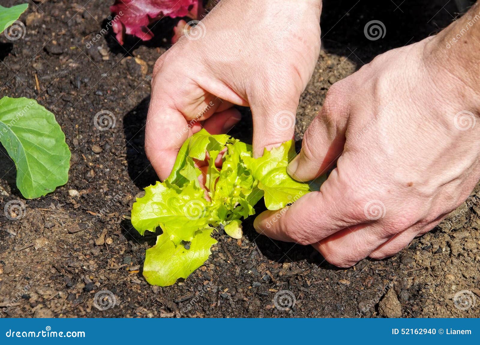 Planting leaf lettuce stock photo. Image of earth, green - 52162940