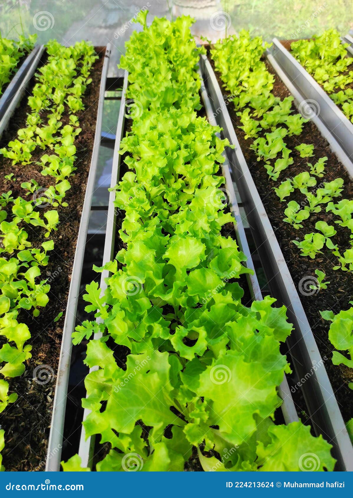 Planting Lettuce in the Garden Stock Photo - Image of green, planting ...