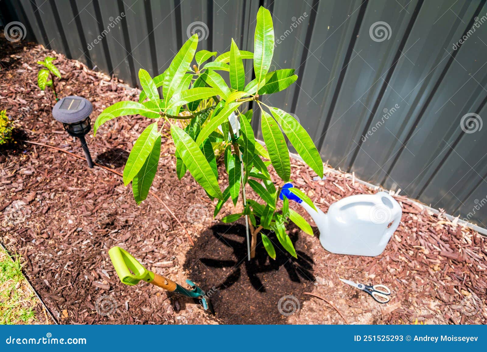 Planting a Mango Tree on Backyard Stock Image - Image of efficient ...
