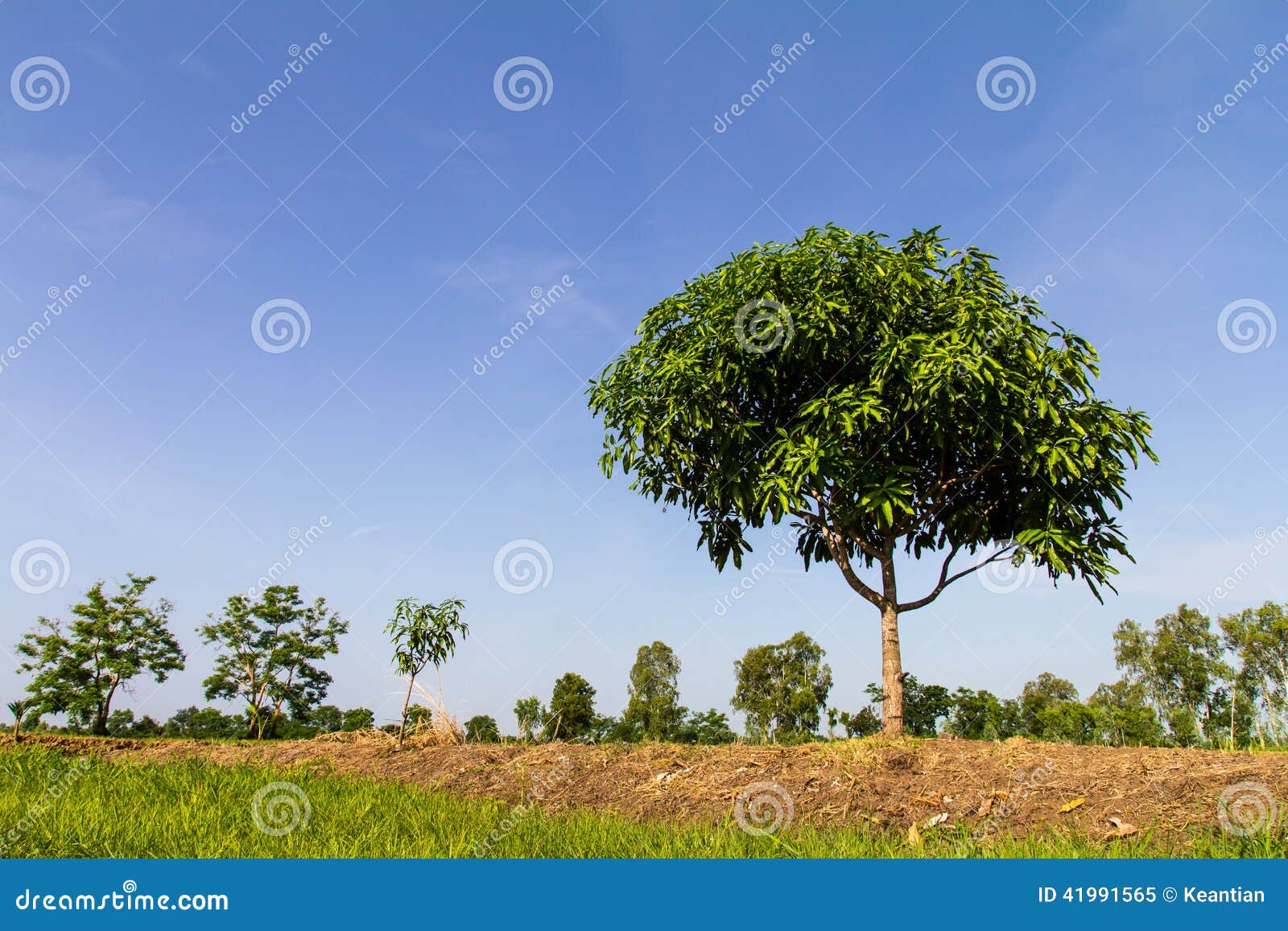 Planting mango trees stock image. Image of culture, cloud - 41991565
